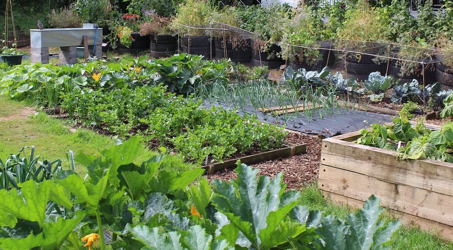 Growing A Garden – Dreamweaverarts