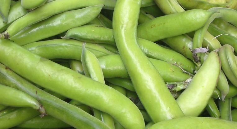The Fabulous Fava Bean – Dreamweaverarts