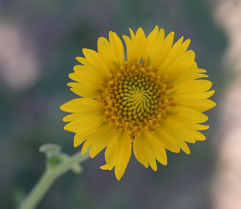 Fall Native Flowers Are Showing Their Beautiful Colors – Dreamweaverarts